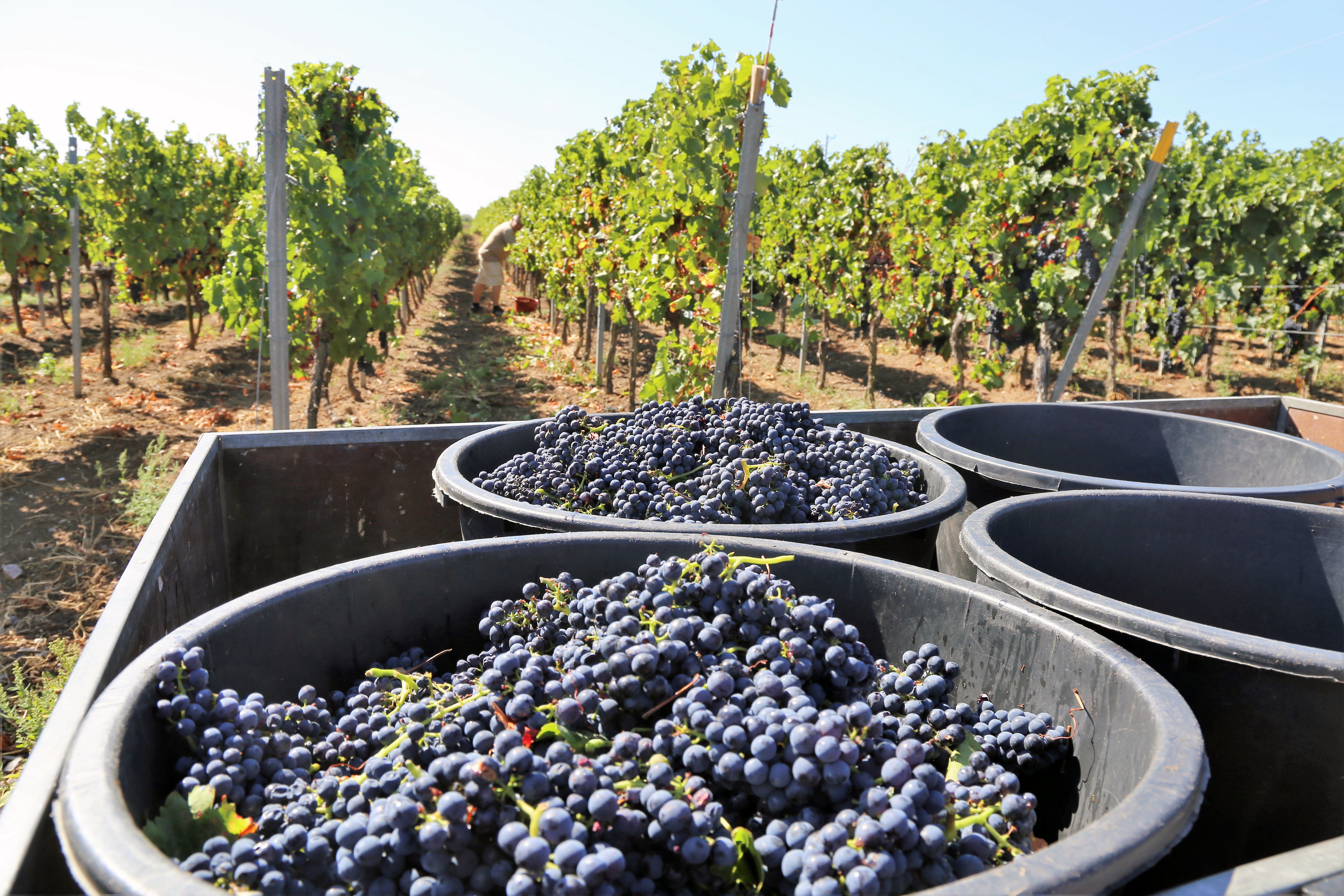 Field to Market: Grape Logistics